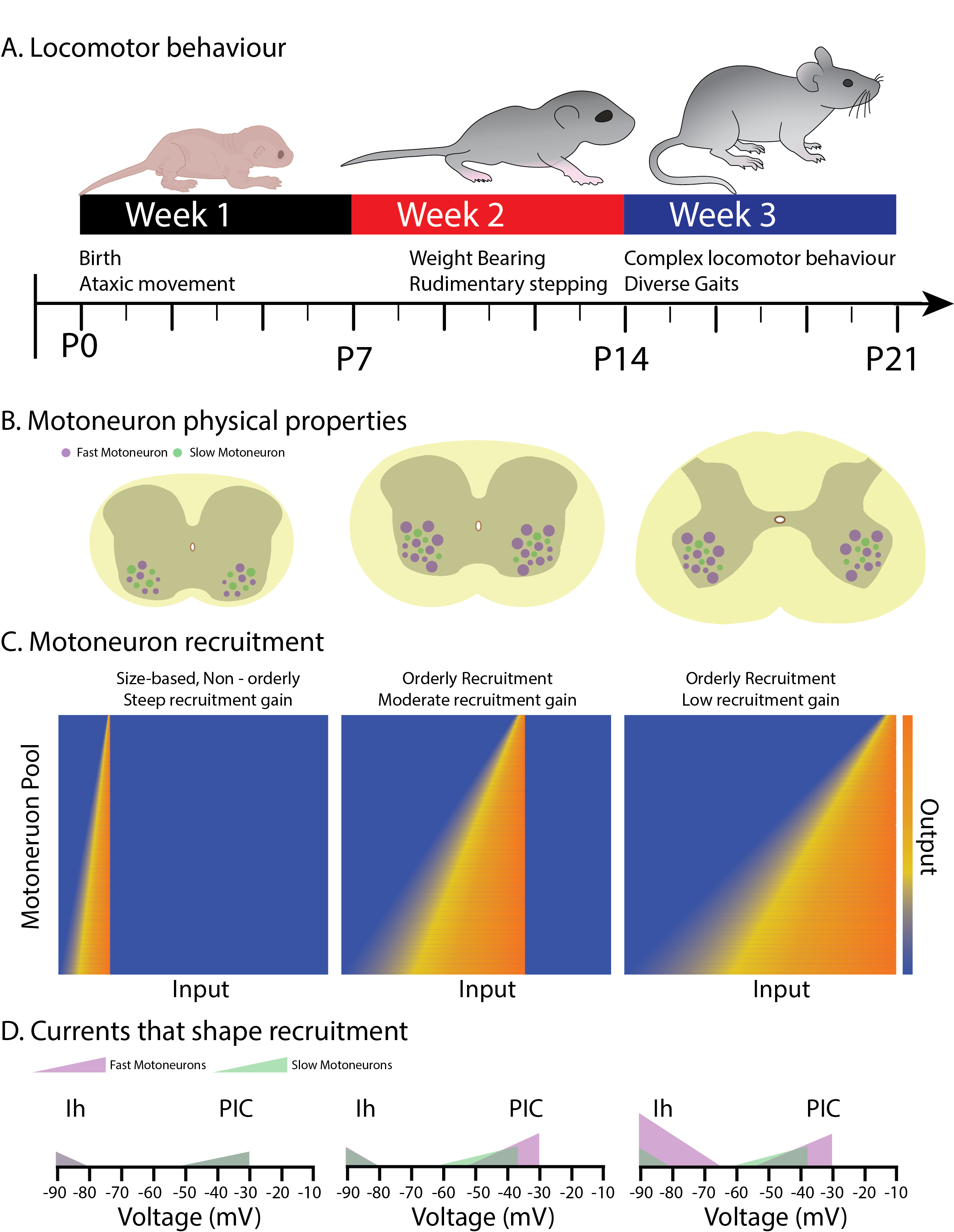 First preprint from postdoctoral work live! | Simon A. Sharples, PhD