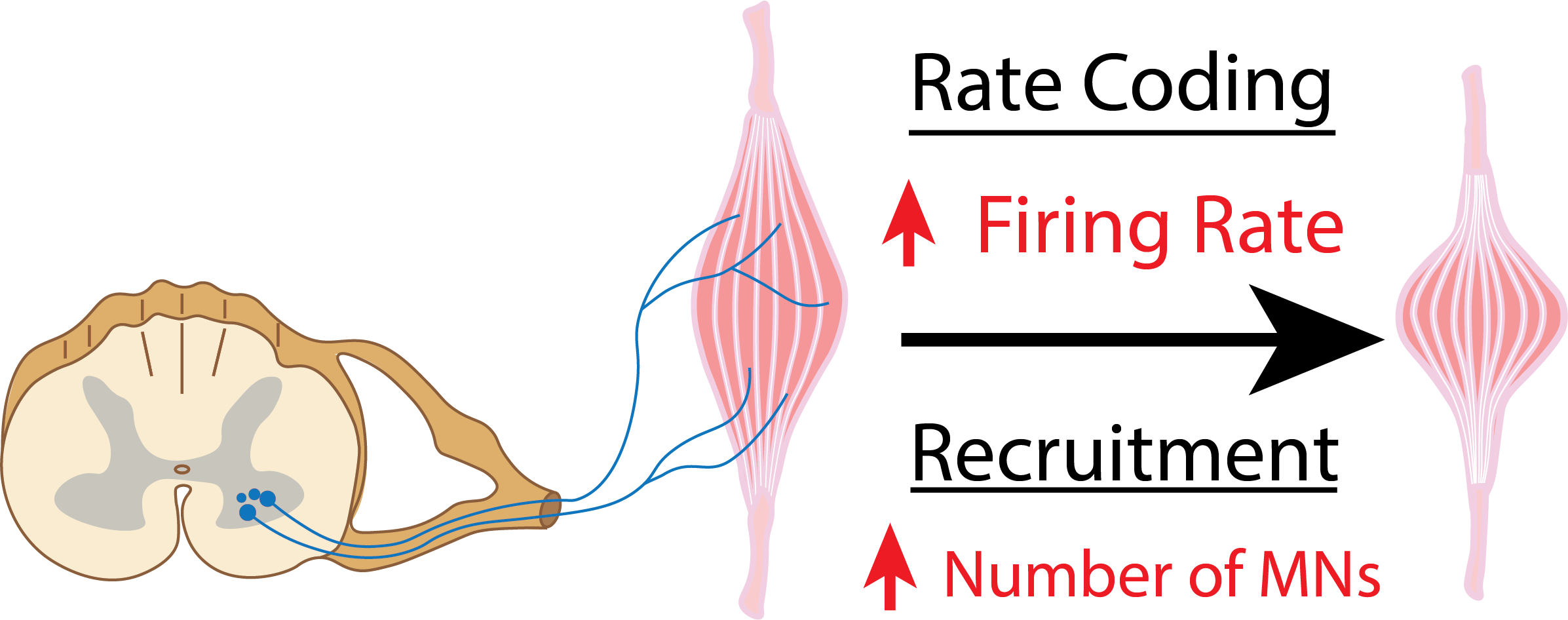 Motoneuron Recruitment | Simon A. Sharples, PhD