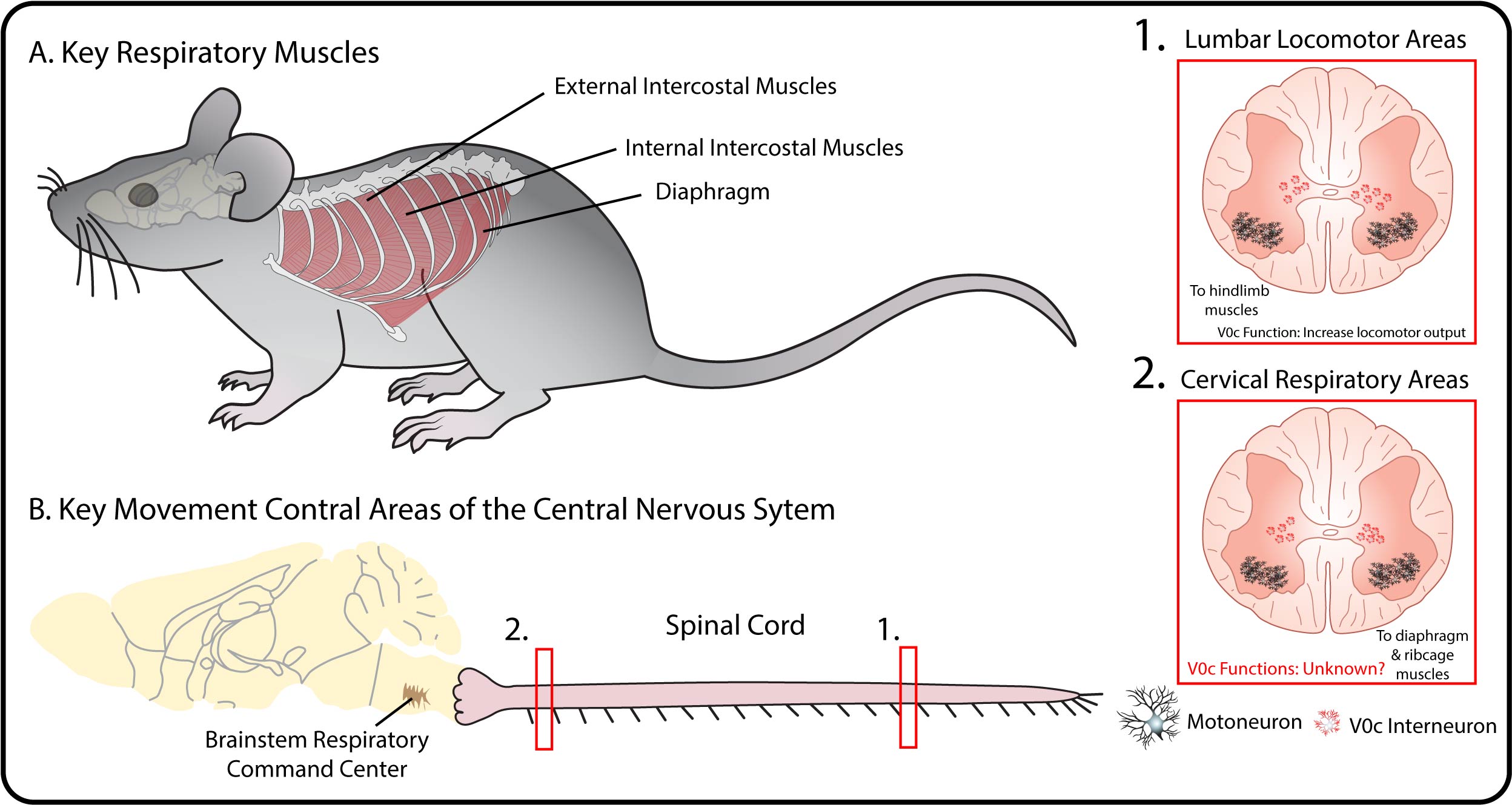 Spinal circuits for breathing | Simon A. Sharples, PhD